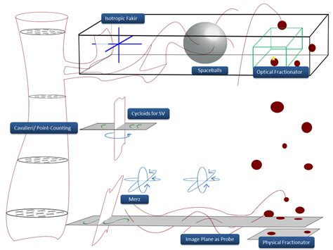 Probe Index With Labels Stereology Info