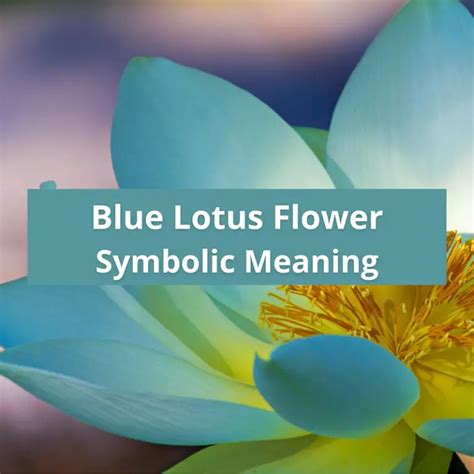 Red Lotus Flowers Symbolic Meaning And Symbolism Symbolic Meaning Of