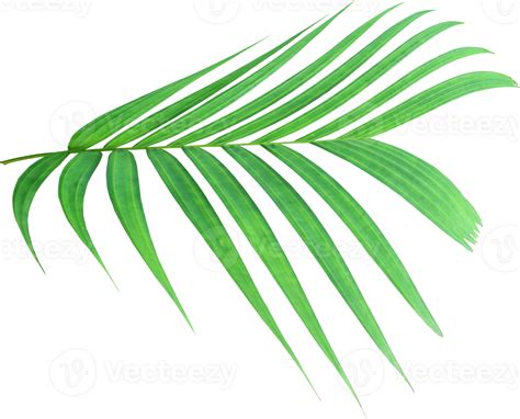 Green Palm Leaf On Transparent Background Png File 35282414 PNG