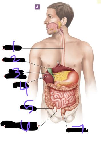 Lab Practical 3 Digestive Labeling Flashcards Quizlet