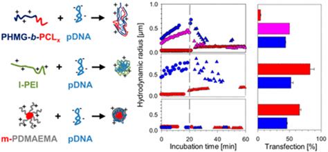 Pdna的压实和跨膜传递：l Pei与两种类型的两亲嵌段共聚物之间的差异biomacromolecules X Mol