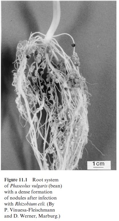 Legumes Form A Symbiosis With Nodule Inducing Bacteria