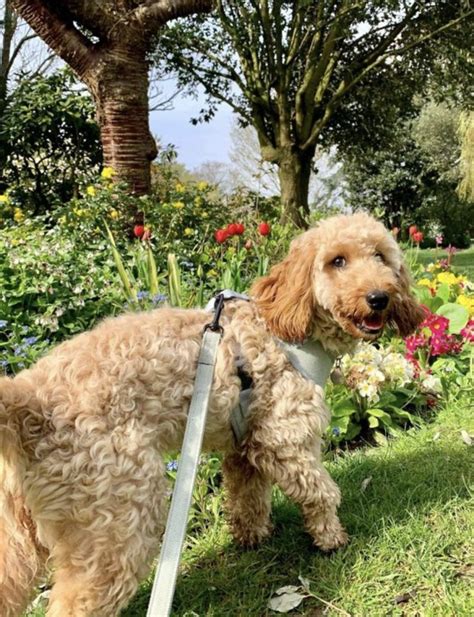 F1b Cockapoo Guide Meaning Size Price Pictures And More