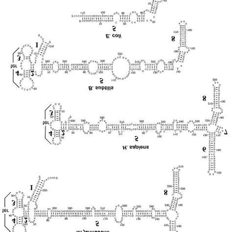 Secondary Structures Of Signal Recognition Particle Srp Rna From Download Scientific Diagram