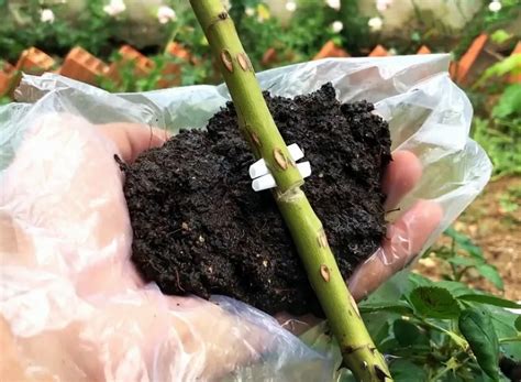 Розмноження троянд відведеннями 12 фото чи можна розмножувати троянду повітряними