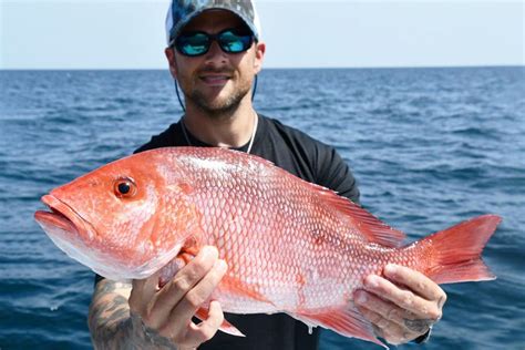 Red Snapper Season In Florida 2024 Inga Regina