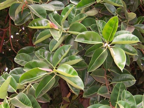 Ficus Robusta Care