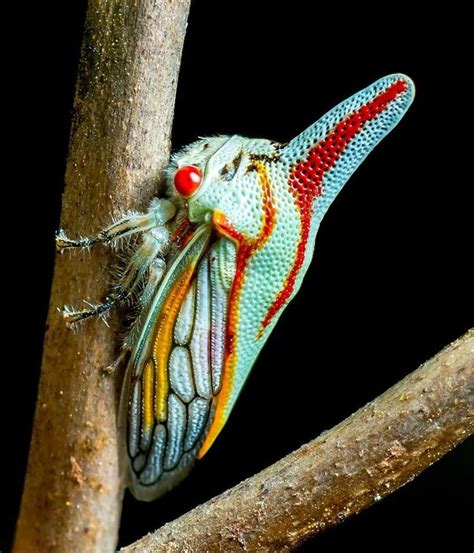1000 Images About Treehopper On Pinterest Trees Helmet Design And