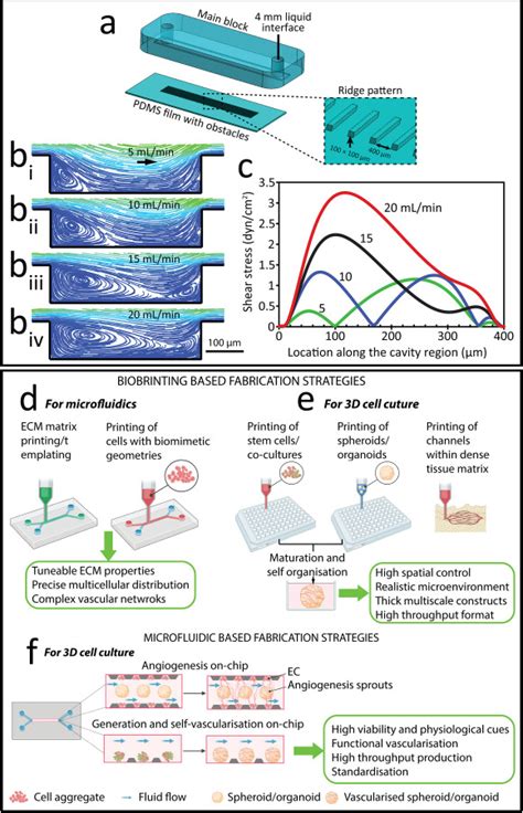 Bioengineered Models Of Cardiovascular Diseases Atherosclerosis
