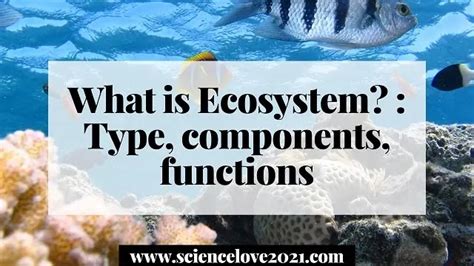 What Is Ecosystem Type Components Functions ~ Sciences World