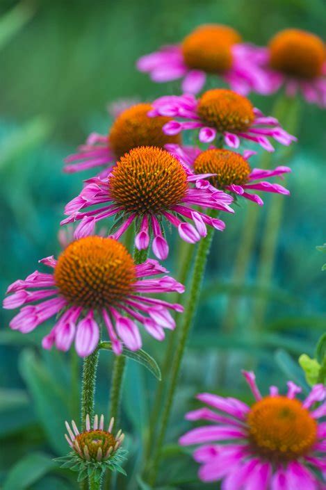 Coneflower Care Planting And Growing Echinacea Flowers Garden Design