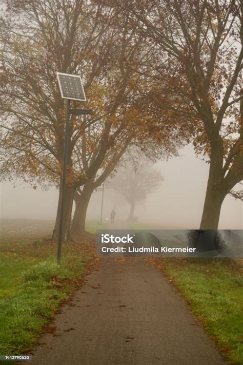가을 안개 낀 숲을 걷는 아침 골목을 따라 나무 사이로 가을 안개가 자욱합니다 안개 속의 골목 단풍과 안개 속의 보행자 길 10월에 대한 스톡 사진 및 기타 이미지 Istock