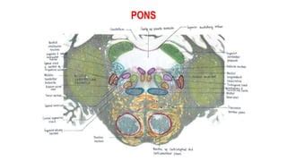 Neuroanatomy Brainstem Pptx