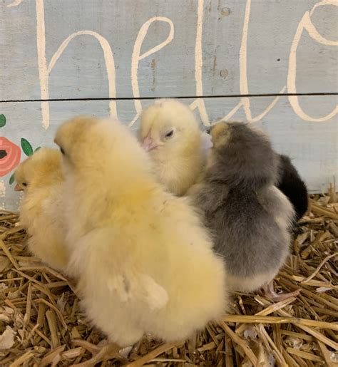 Ameraucana Female Chick Cedar Crest Farm