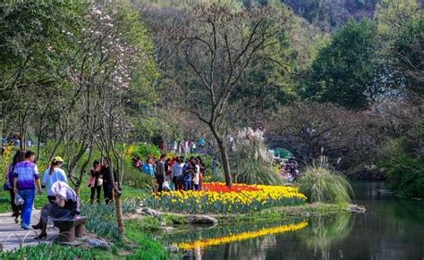 位於杭州太子灣公園的鬱金香美麗風景2 旅遊景點 每日頭條