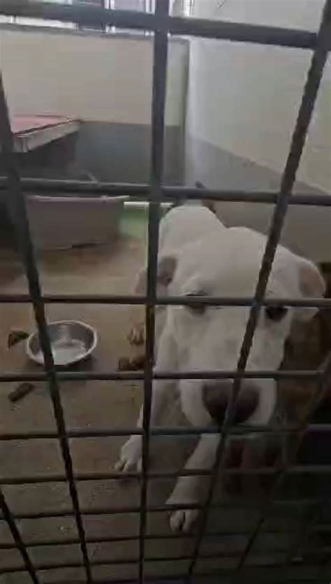 טלי בבקשה שתפו 🙏 ברווז המיסכן הגיע פצוע להסגר מישהו התעלל בו וחתך את זנבו הגדם דימם וכאב