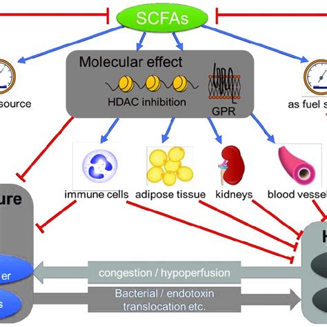Pdf Short Chain Fatty Acids In Gutheart Axis Their Role In The