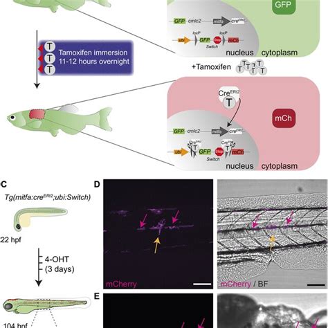 A Tamoxifen Inducible Mitfa Cre Ert2 Loxp System In Zebrafish Labels