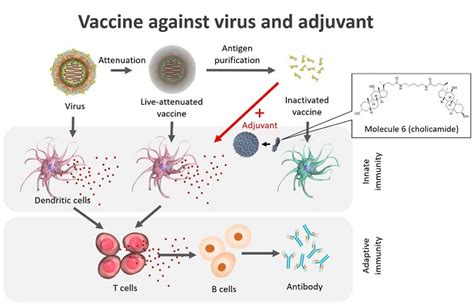 Discovery Of Self‐assembling Small Molecules As Vaccine Adjuvants｜the