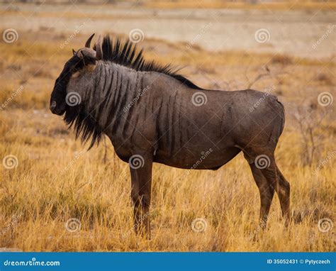 Gnu Azul Gnu Imagem De Stock Imagem De Macho Reserva 35052431