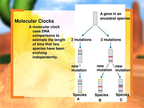 Copyright Cmassengale Ppt Download