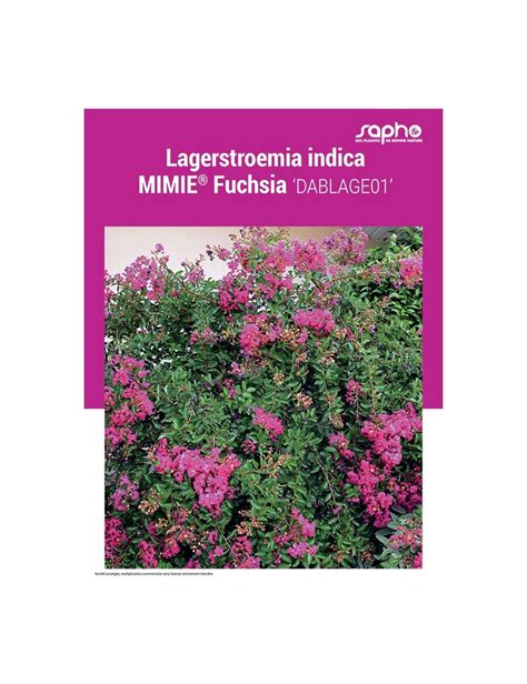 Lagerstroemia Indica Mimie® Fuchsia