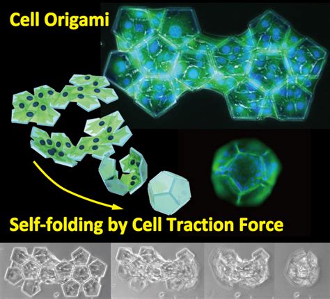 3次元細胞組織構築 東京大学 竹内研究室 Biohybrid Systems Laboratory