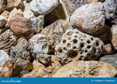 A Collection Of Fossilized Fossil Sponges And Corals Stock Photo Image Of Fossil Heap 179458402