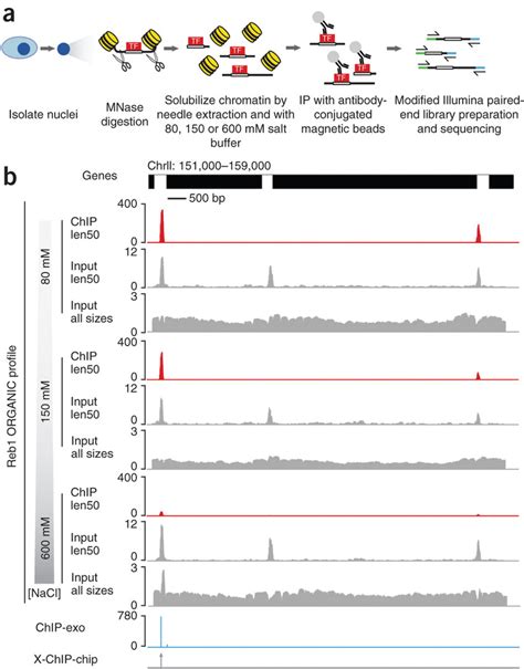 Identification Of Reb1 Binding Sites On Native Chromatin A Organic