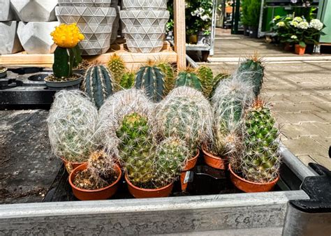 Row Of Cacti Are Displayed In A Container Stock Image Image Of Growth