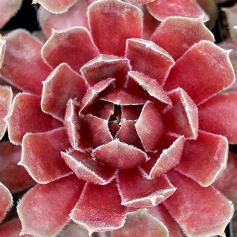 Ruby Heart Sempervivum Hens And Chicks