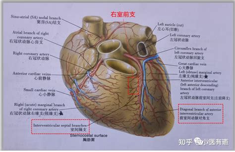 【心脏解剖】冠状动脉——前降支 知乎