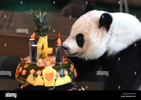 Taipeis Taiwan 6th July 2017 Giant Panda Yuan Zai Enjoys A