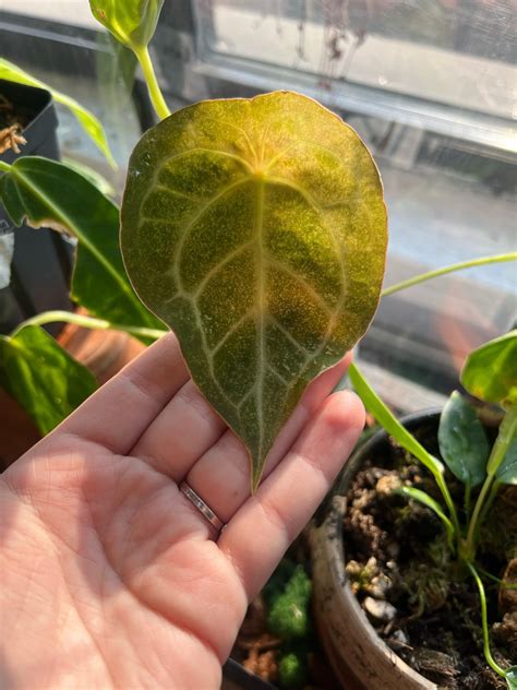 Possible Root Rot Fungus Raroids