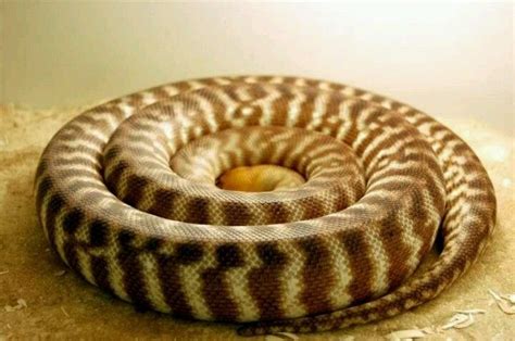 Woma Python Aspidites Ramsayi Reptiles