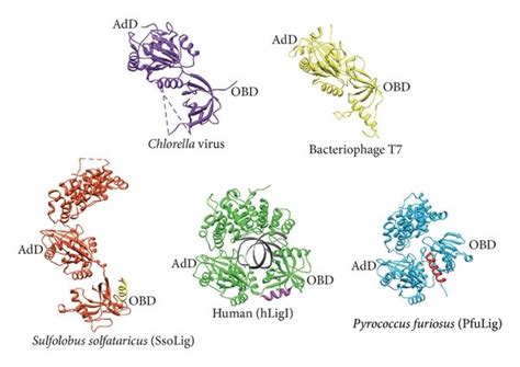 Crystal Structures Of ATP Dependent DNA Ligases A The Viral And Download Scientific Diagram