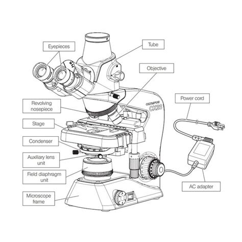 Cx23 Olympus Microscope Parts And Functions At Amanda Moretz Blog