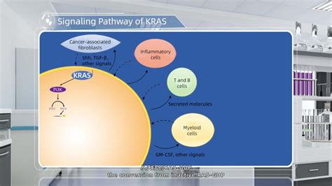 Human Cancer Target Signaling Pathway Of Kras One News Page Video