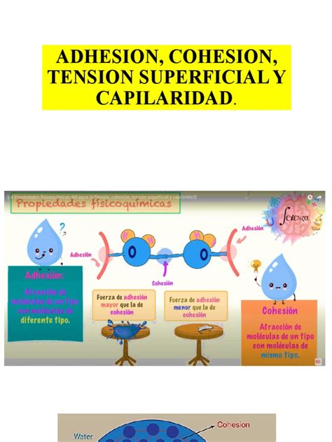 Adhesion Cohesion Tension Superficial Y Capilaridad Pdf