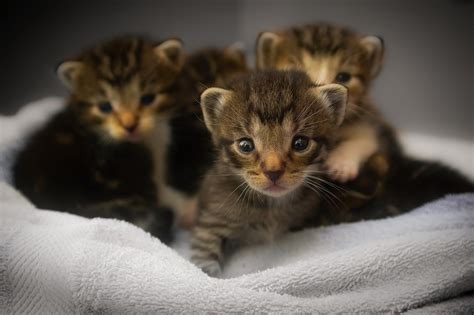 How To Settle A New Kitten At Home Vet Help Direct
