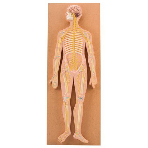 B8r04623 Nervous System Model Hope Education
