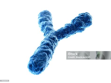 Y 염색체 3차원 형태에 대한 스톡 사진 및 기타 이미지 3차원 형태 신경세포 흰색 배경 Istock