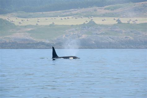 Whale Watching In Washington 2024 Roveme
