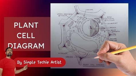 Plant Cell Diagram Easy Drawing Drawing The Plant Cell A Step By Step Guide Youtube