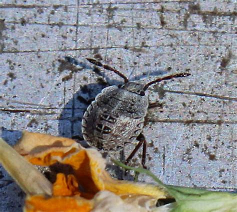 Tiny Gray Bug Bugguide Net