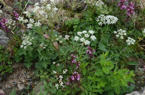 立山で見かけた草花