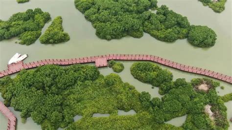 多方联动共护红树林广东湛江雷州红树林保护与修复项目正式启动 广东省国土空间生态修复协会
