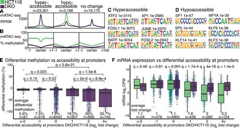 Methyl ATAC Seq Measures DNA Methylation At Accessible Chromatin