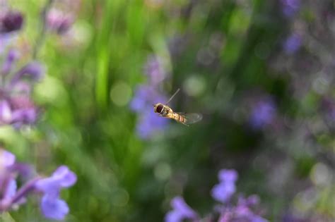 Hover Fly In Free Photo On Pixabay Pixabay