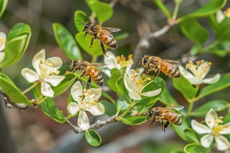Premium Photo Bees Buzzing Around A Flowering Bush In A Coastal Beach Area